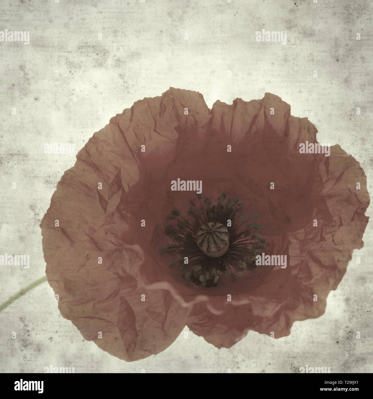 textured stylish old paper background, square, with red poppy Stock ...