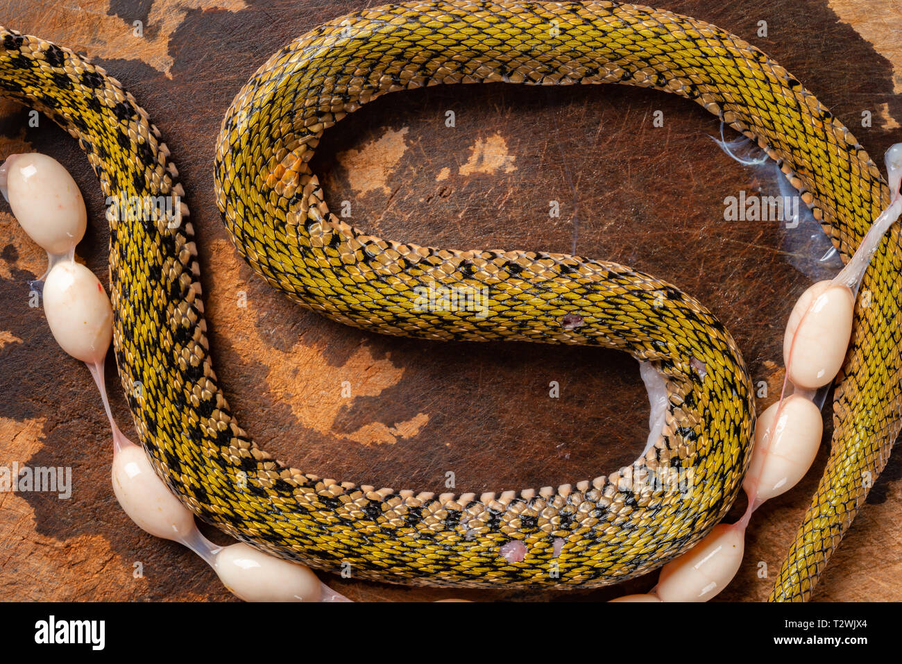 cutout snake body with eggs on a chop board Stock Photo - Alamy
