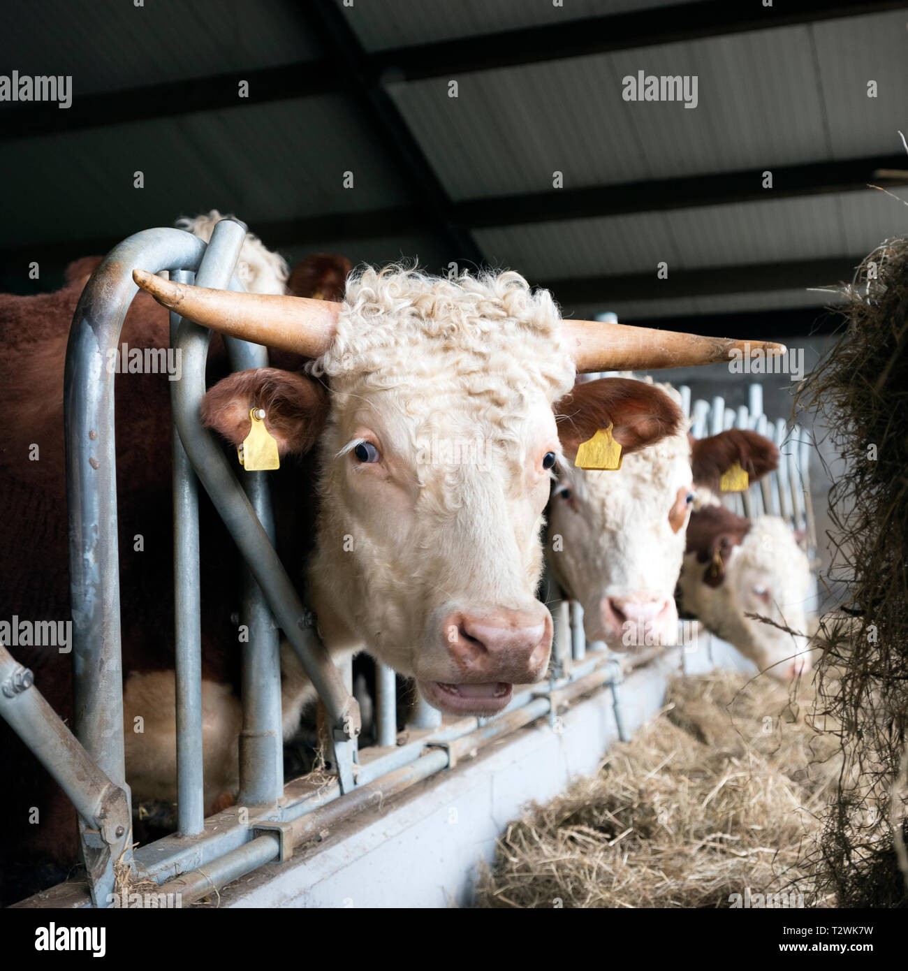 white headed hereford bulls in open stable near amersfoort in the ...