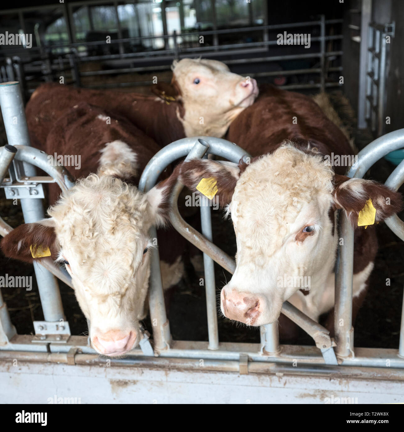 white headed hereford bulls in open stable near amersfoort in the ...