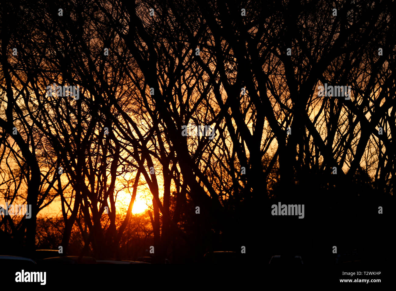 Tree silhouettes at sunset Stock Photo - Alamy