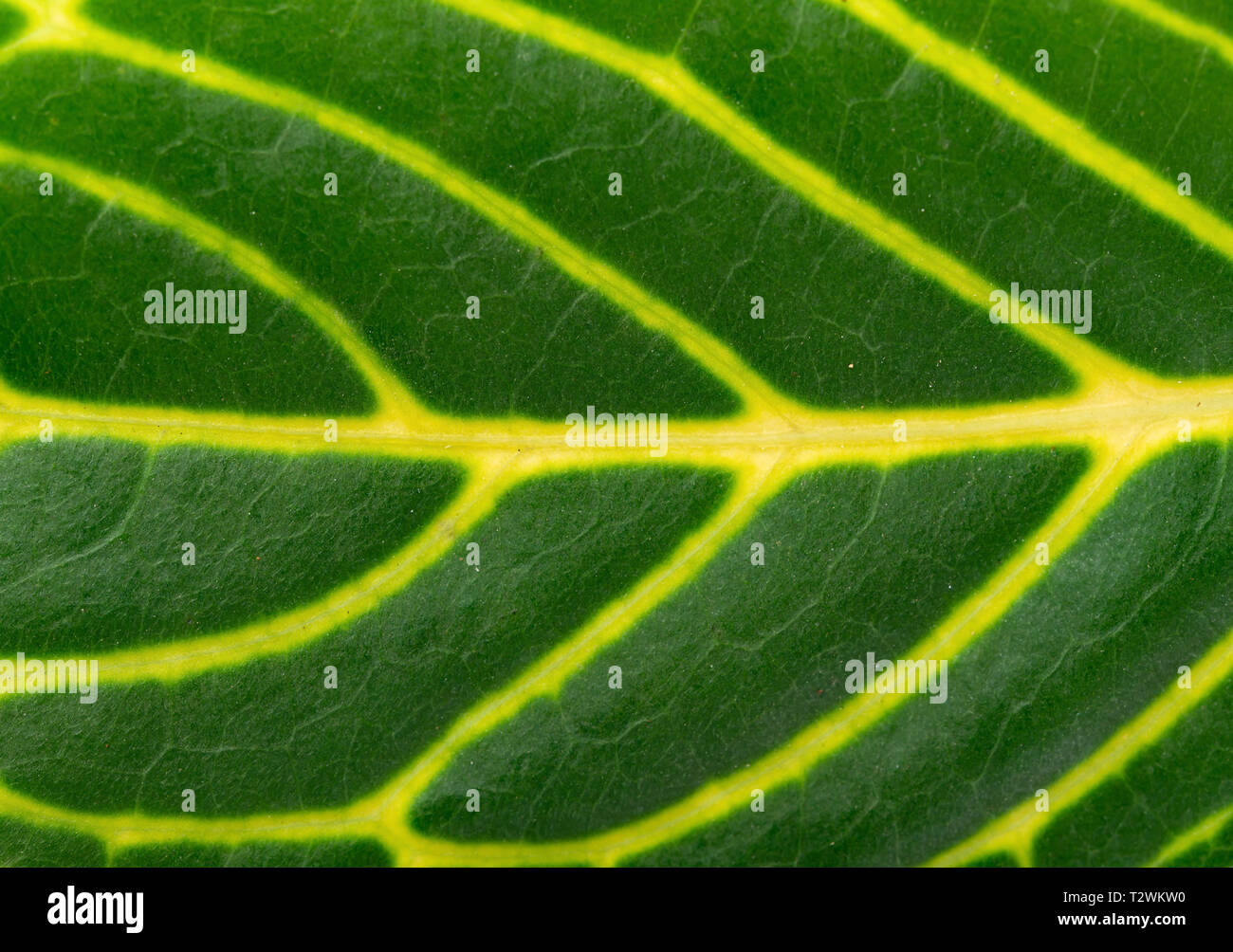 Clear vein hi-res stock photography and images - Alamy