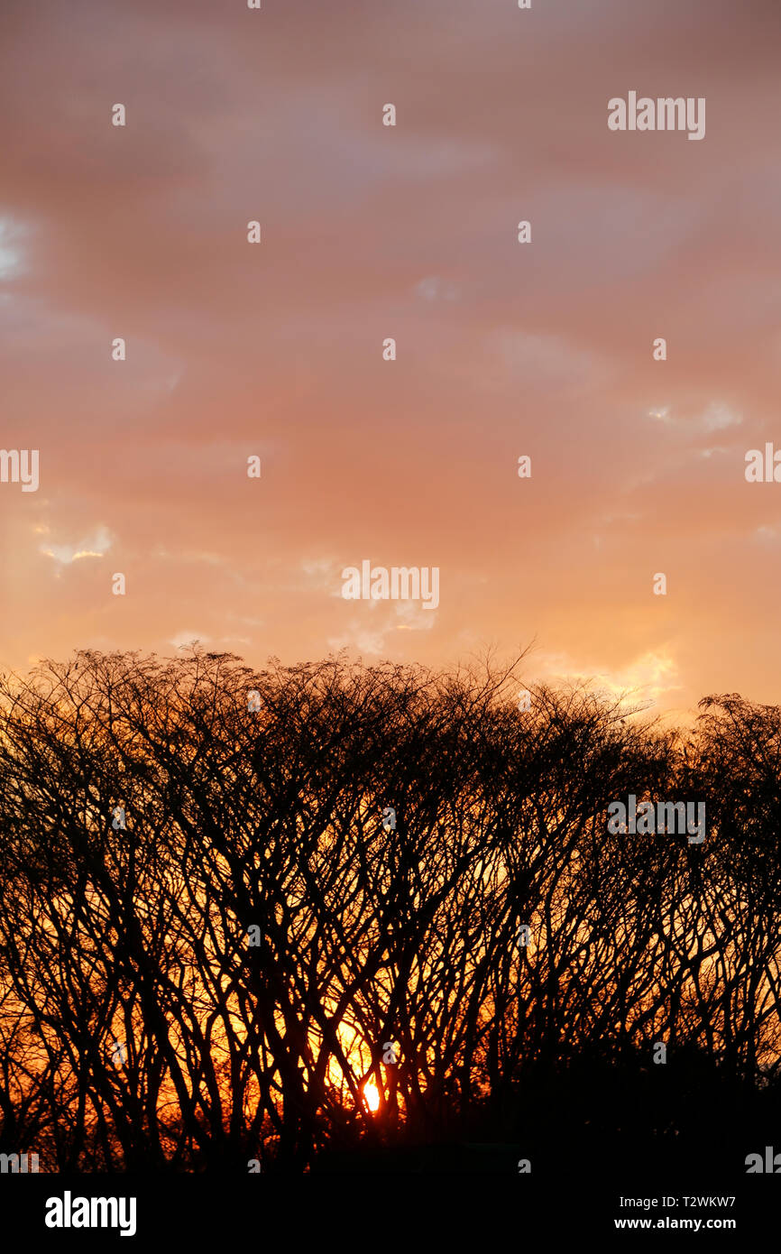 Tree silhouettes at sunset Stock Photo - Alamy