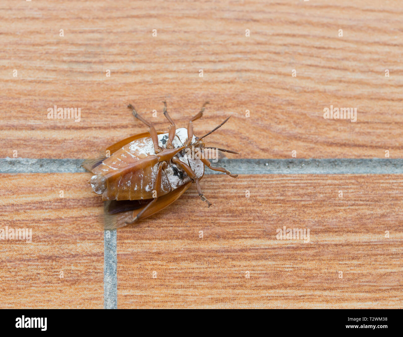 upside down bed bug on the floor Stock Photo - Alamy