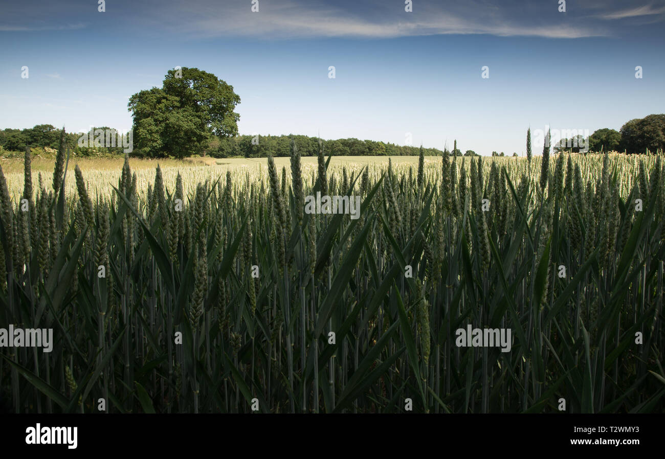English wheat field and oak tree in summer 2018 Stock Photo - Alamy