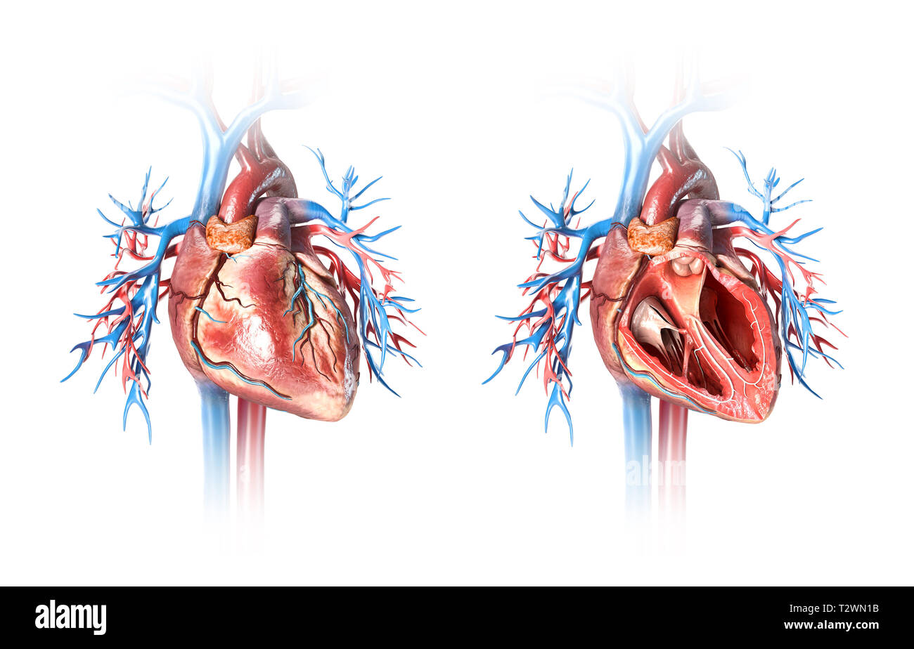 Human heart cross-section view and non cut view, with vessels. Close-up ...