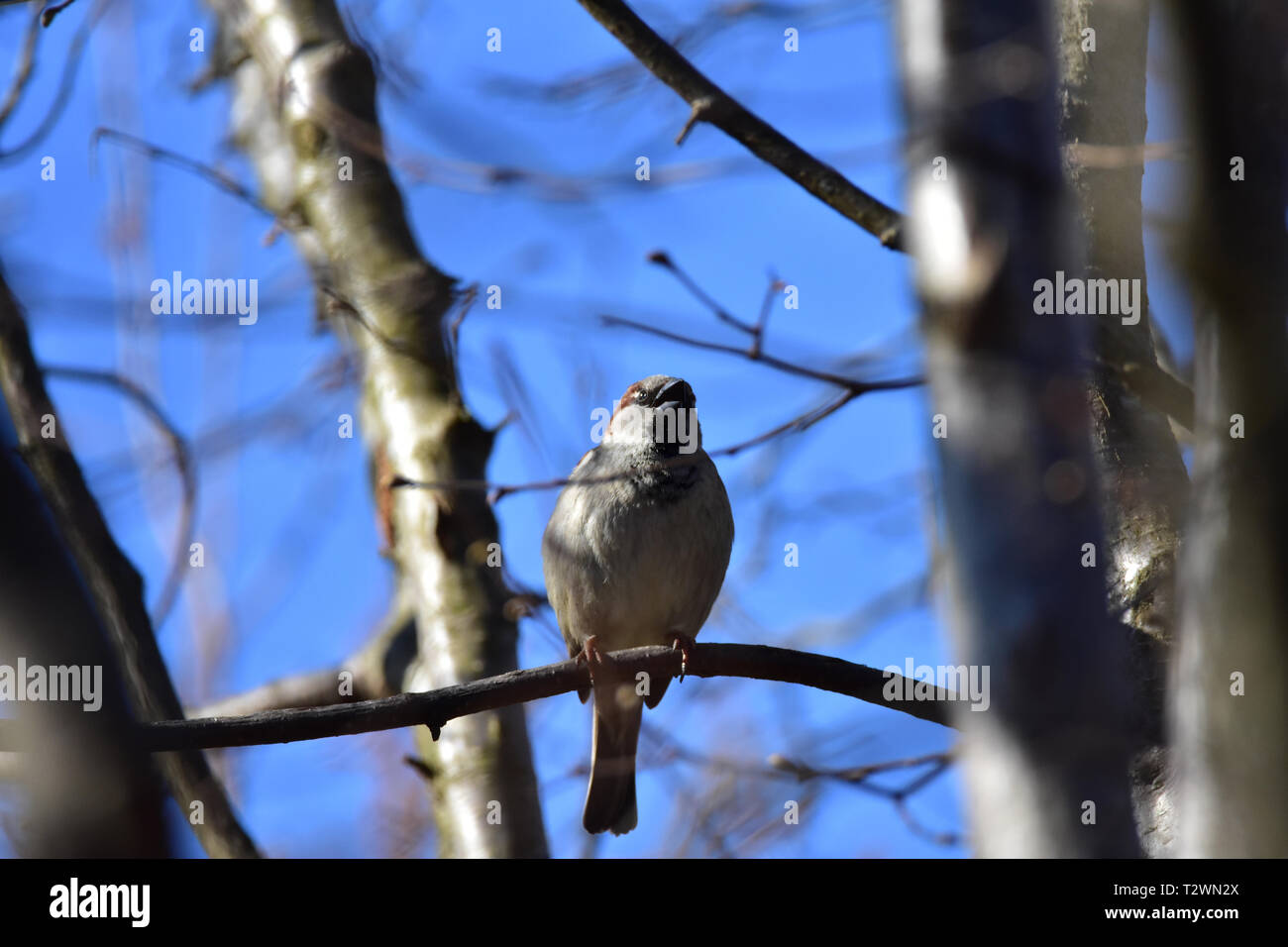 Sparrow sitting on a branch in a garden in Germany Stock Photo - Alamy