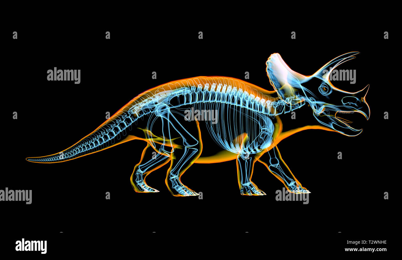 Triceratops skeleton hi-res stock photography and images - Alamy