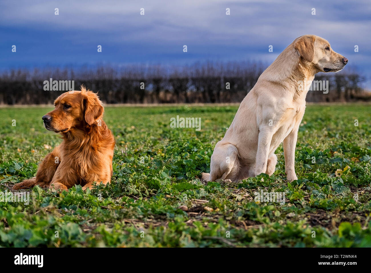 Dog Portraits and working dog imagery Stock Photo - Alamy