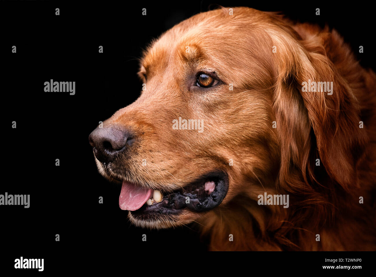 Golden retriever portraits hi-res stock photography and images - Alamy