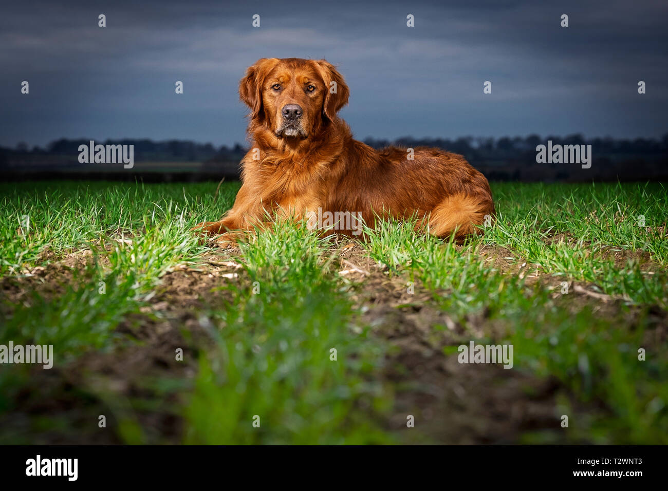 Golden retriever portraits hi-res stock photography and images - Alamy