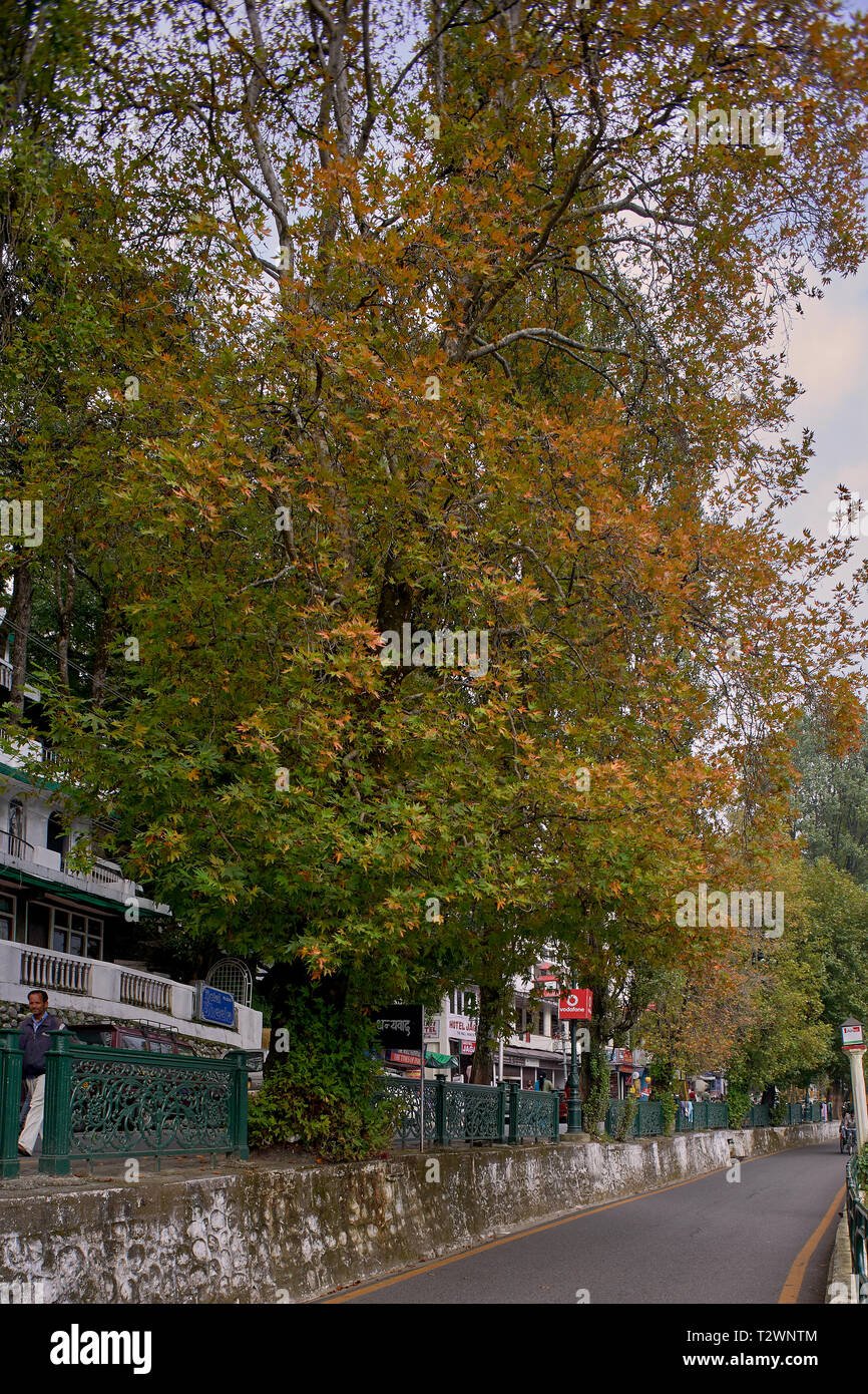 Chinar tree on mall road known govind ballabh pant marg Nainital ...