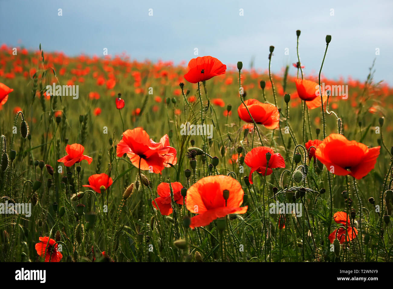 Spectacular vivid bloom close up of Poppies in Poppy field. Hello ...