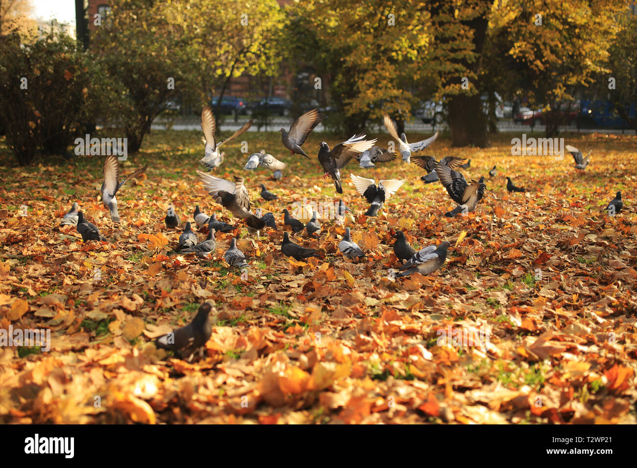 Pigeon flock takes air hi-res stock photography and images - Alamy