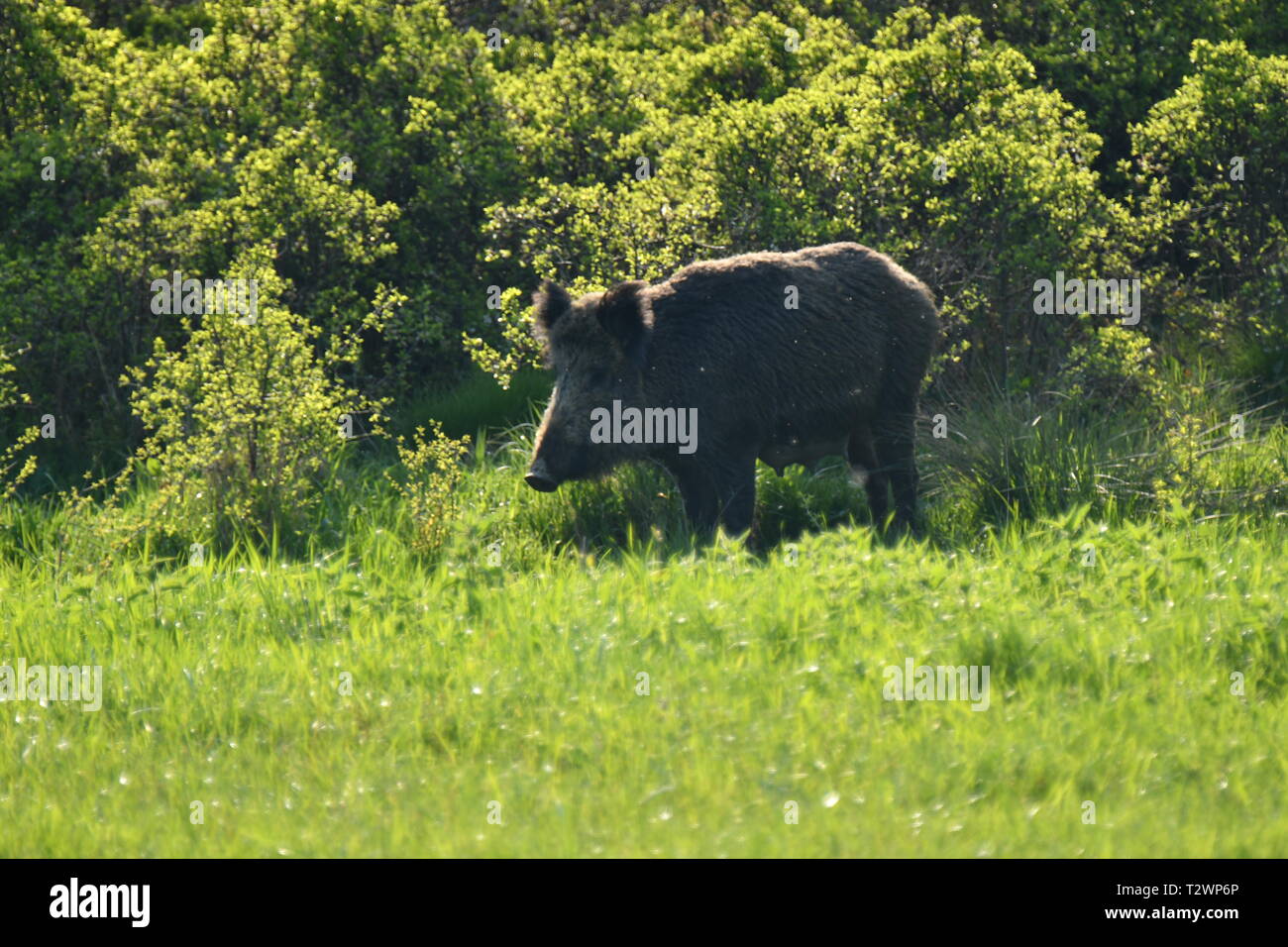 Hog deer grazing hi-res stock photography and images - Alamy