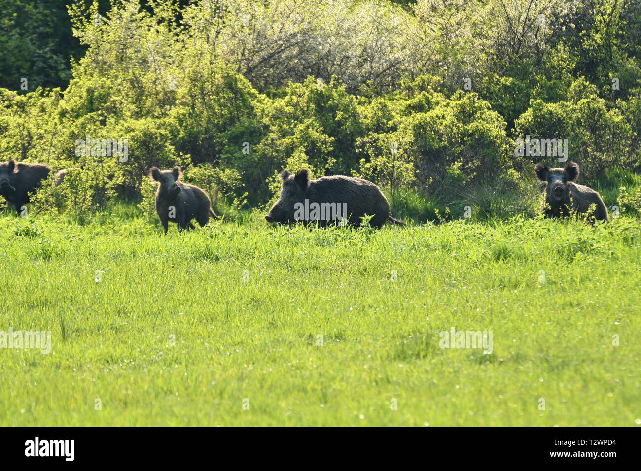 Wildlife wild boar and deer together grazing on the medow Stock Photo ...