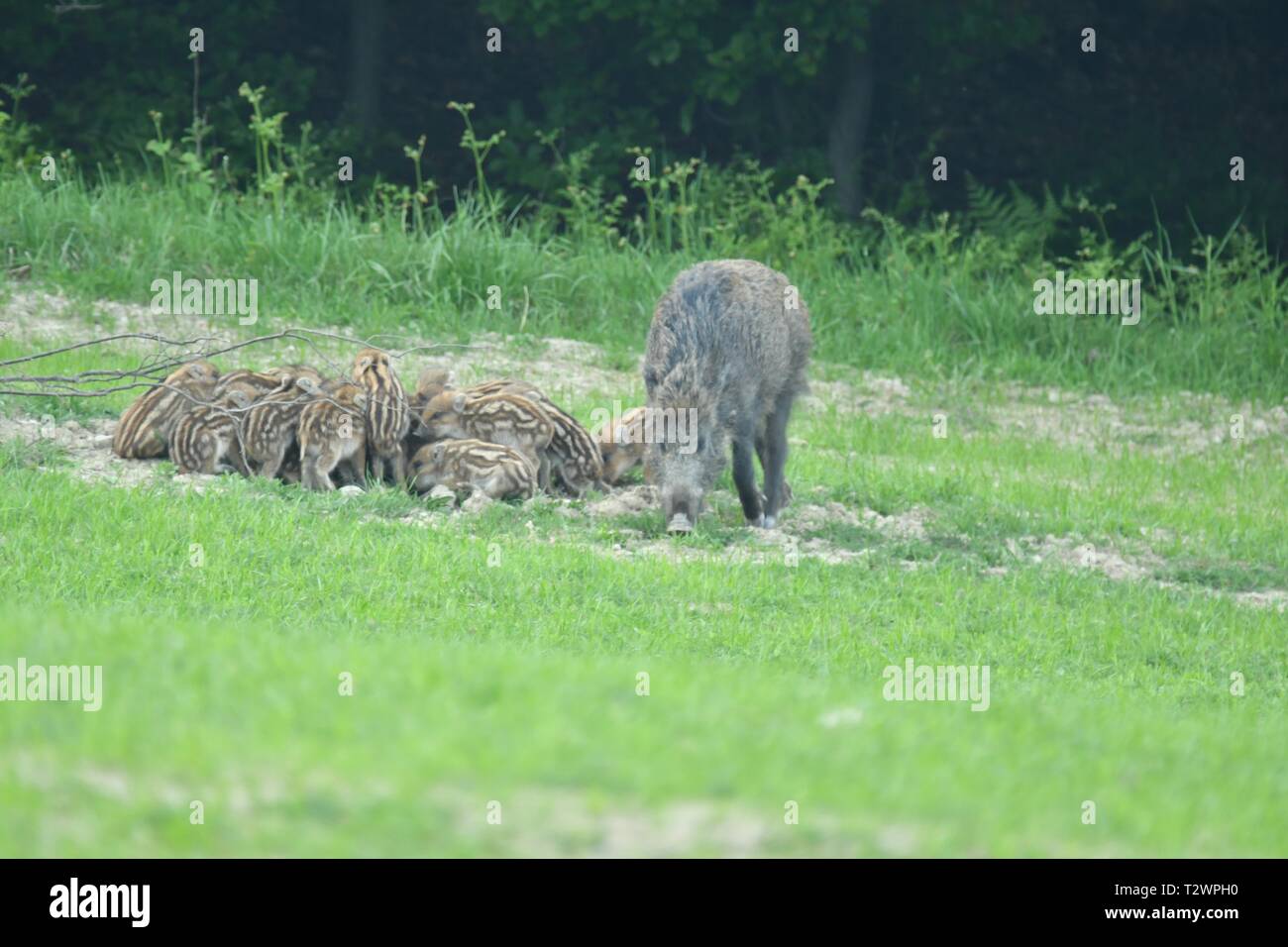 wild boar mother with small boar piglet eating together Stock Photo - Alamy