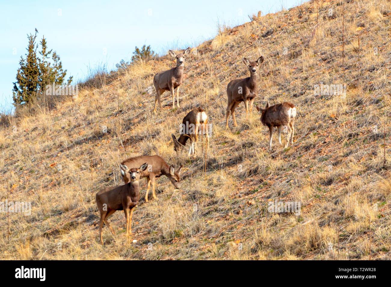 Herd of mule deer grazing on the mountain grass on a beautiful Colorado ...