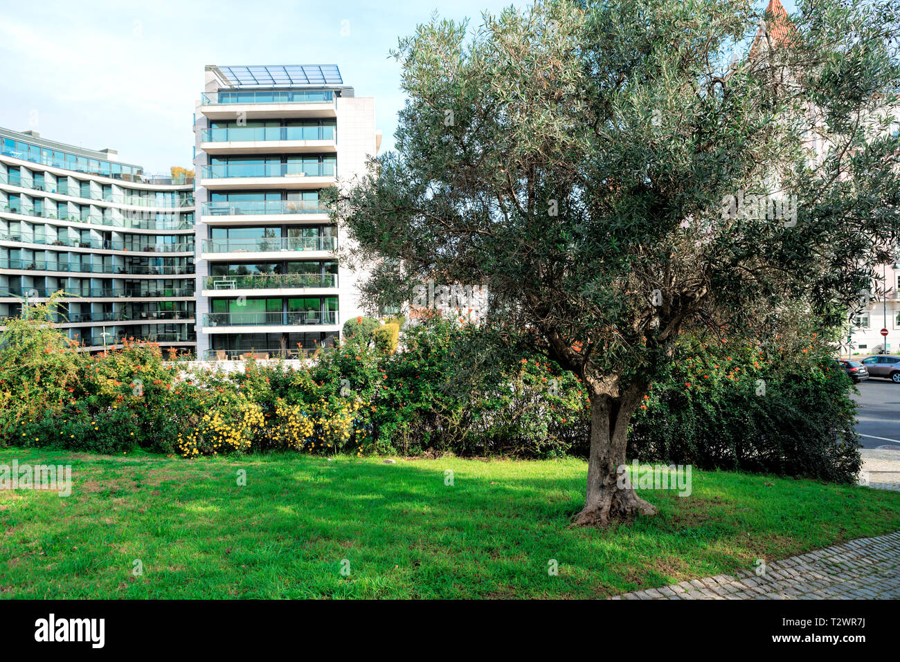 Olive tree in the park . Lisbon , Portugal Stock Photo - Alamy