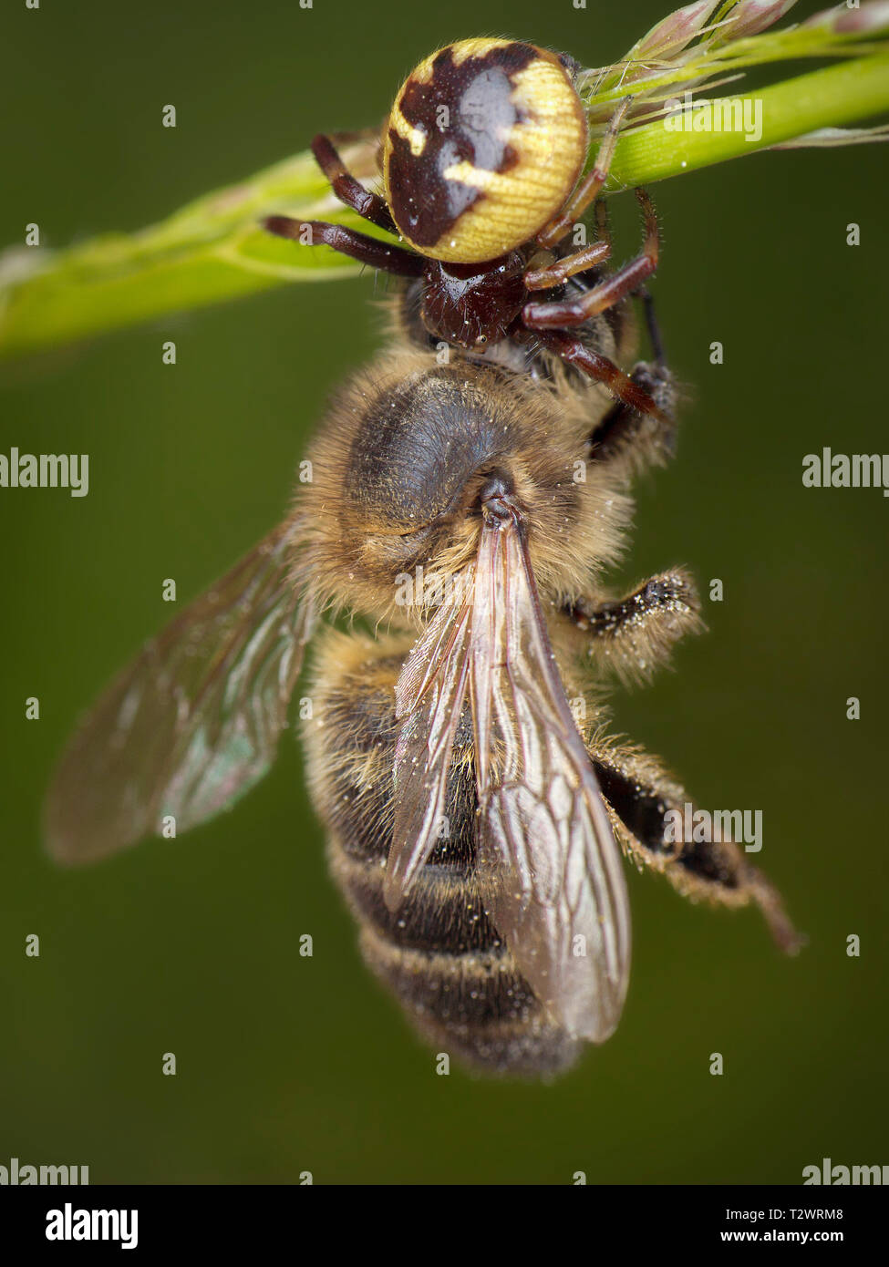 Little honey bee caught by spider Stock Photo - Alamy