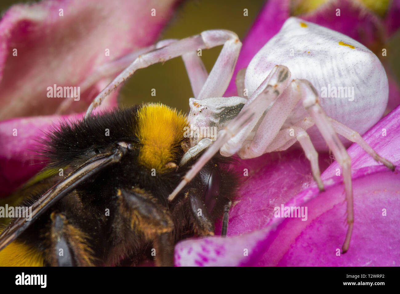 Little honey bee caught by spider Stock Photo - Alamy