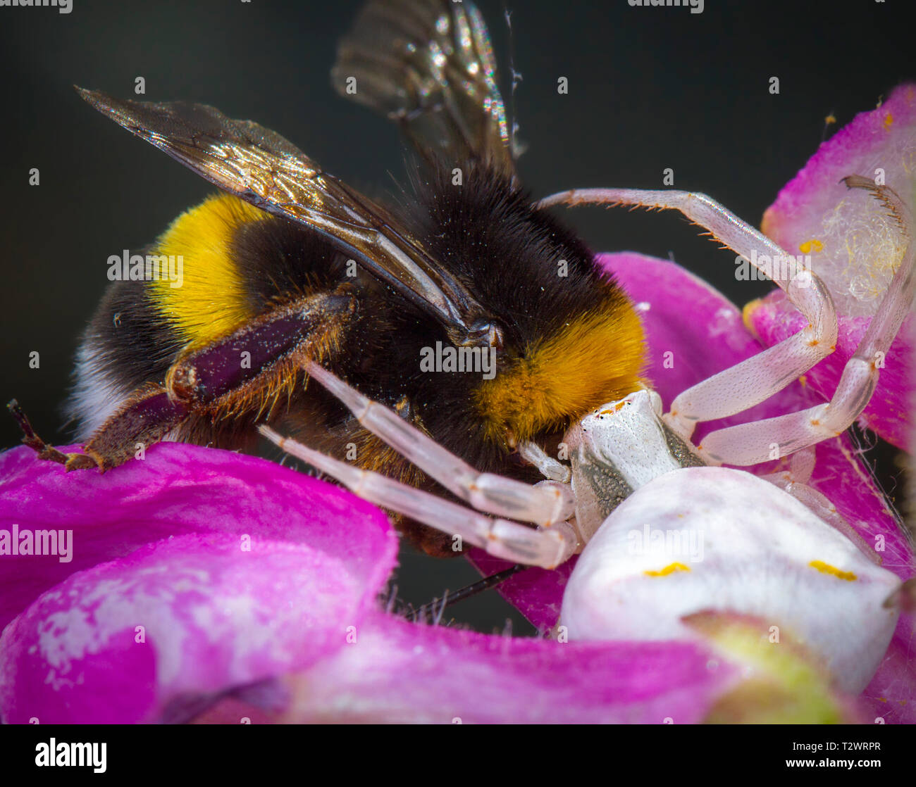 Little honey bee caught by spider Stock Photo - Alamy