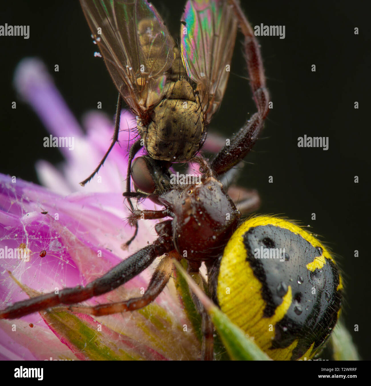 Little honey bee caught by spider Stock Photo - Alamy