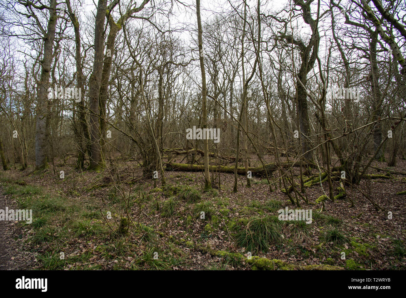 Salcey forest hi-res stock photography and images - Alamy