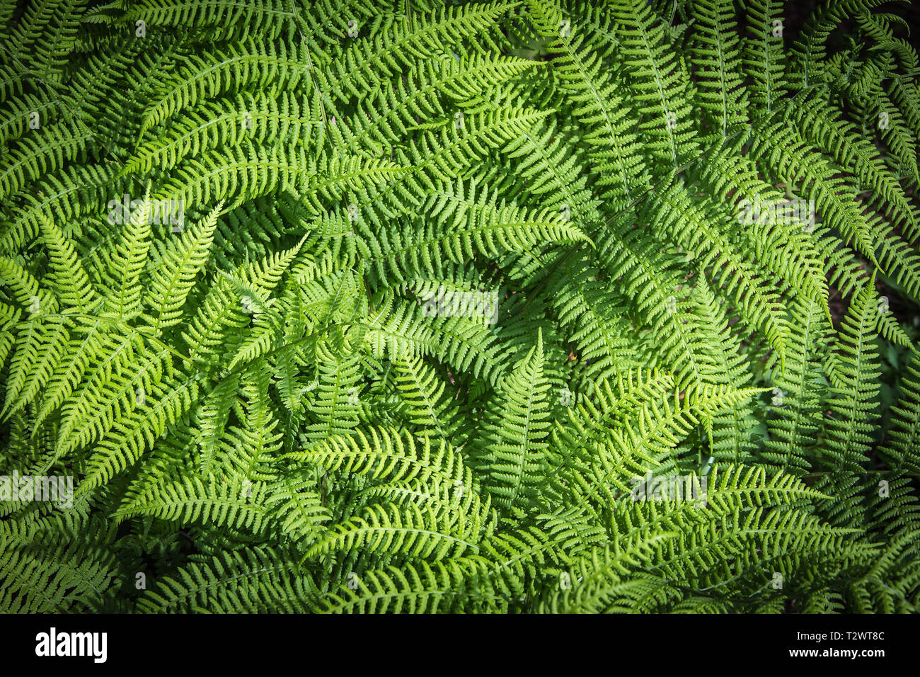 Fern branches create a pattern. View from above. Close-up Stock Photo ...