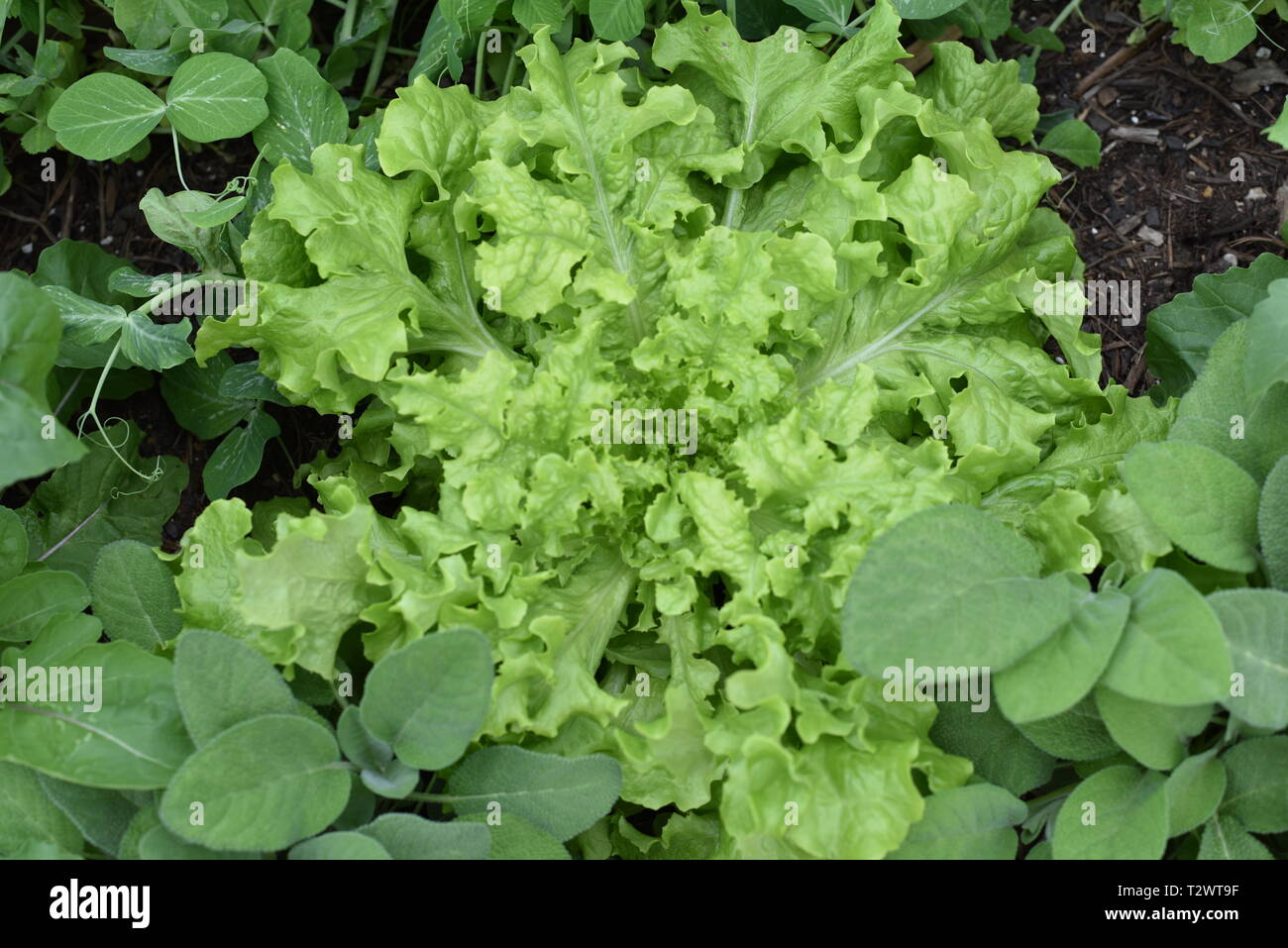 Bolting lettuce hi-res stock photography and images - Alamy