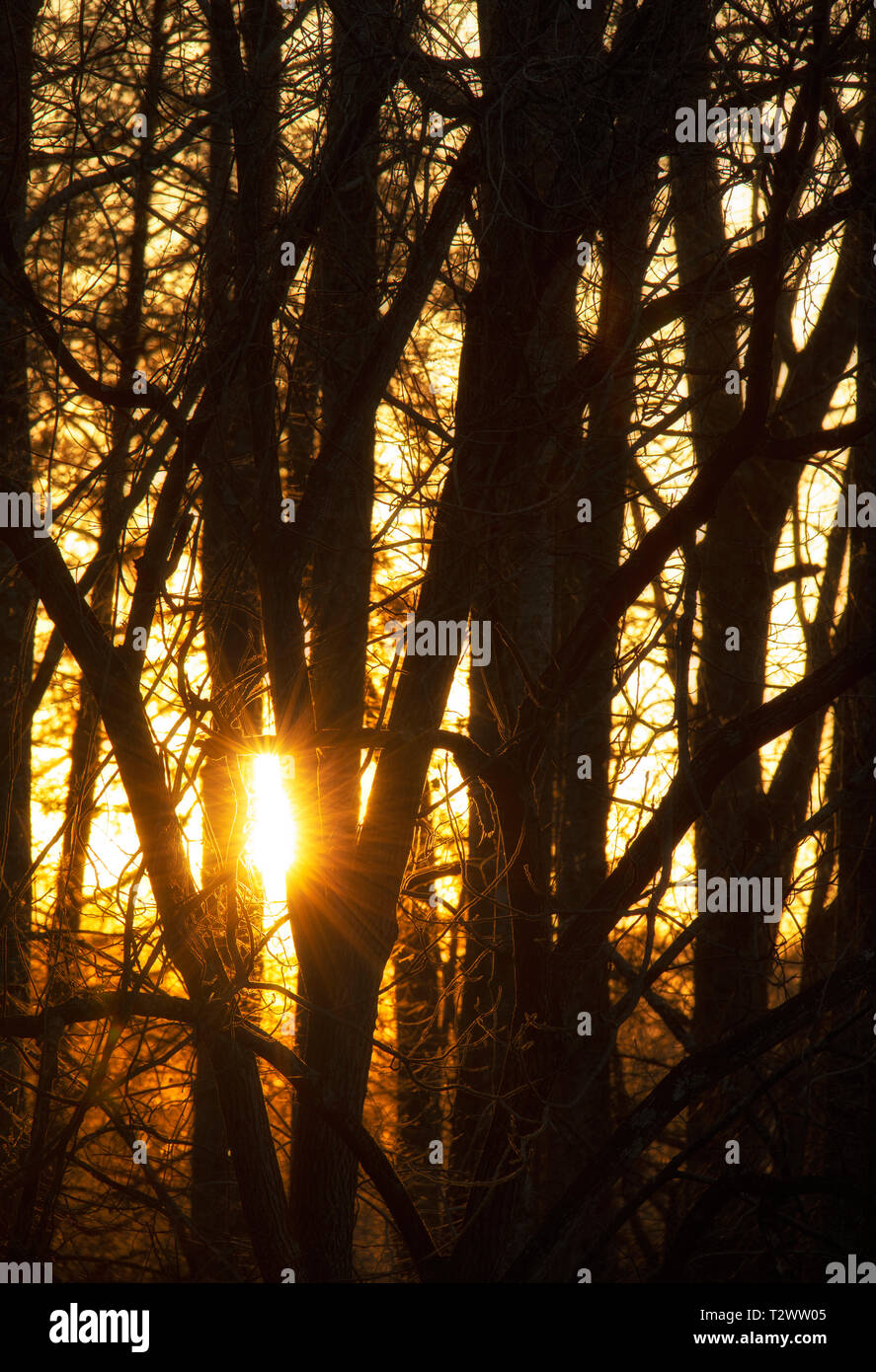 Setting sun peeks through a stand of hardwood trees Stock Photo - Alamy