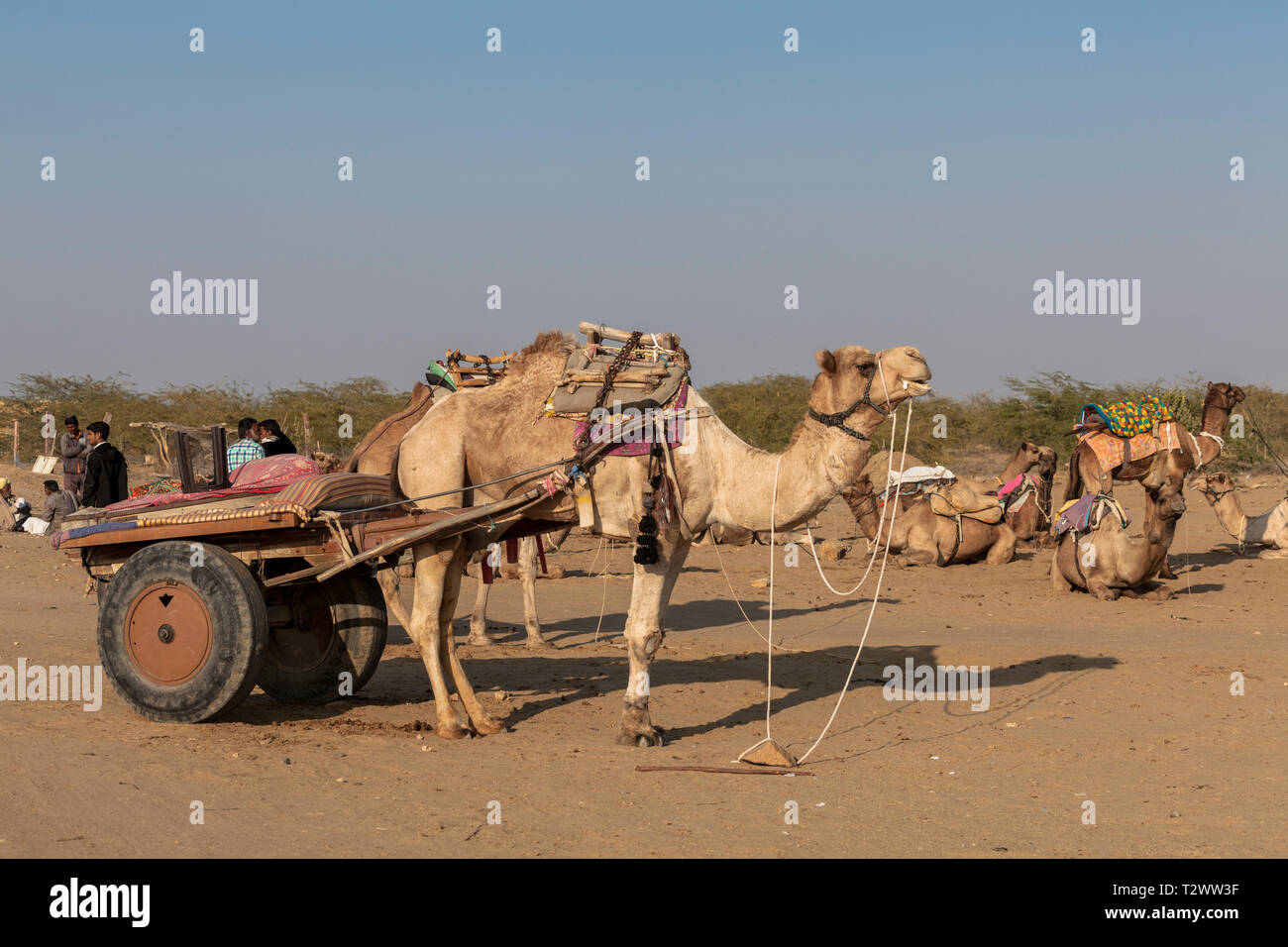 Camel cart in the Thar Desert in Khuri, Rajasthan, India Stock Photo ...