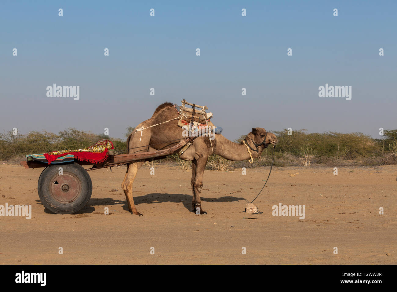 Camel cart in the Thar Desert in Khuri, Rajasthan, India Stock Photo ...