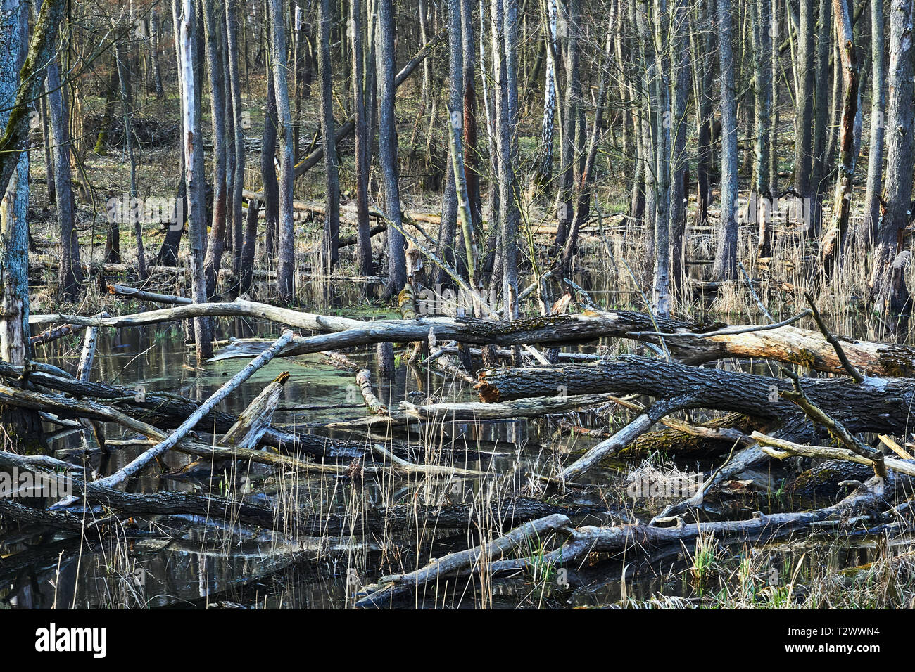 Fallen trees and swamp in the early spring forest in Poland Stock Photo ...