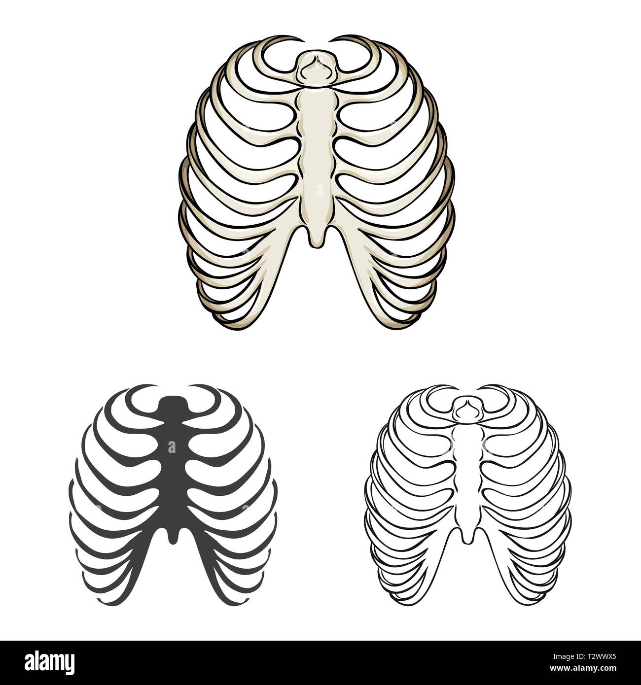 Rib Cage Organs High Resolution Stock Photography and Images - Alamy
