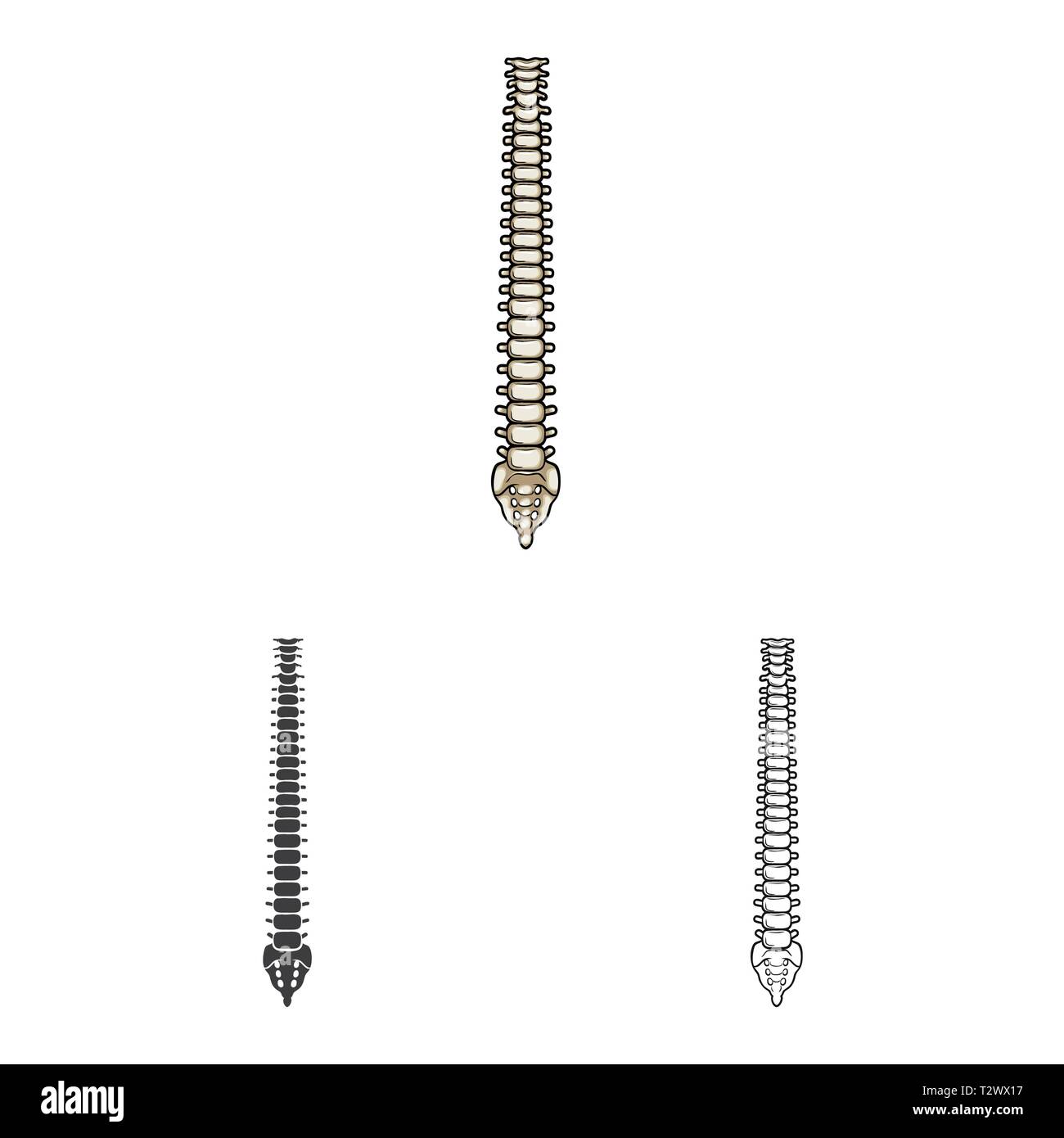 spine,chiropractic,backbone,spinal,osteoporosis,posture,body,injury ...