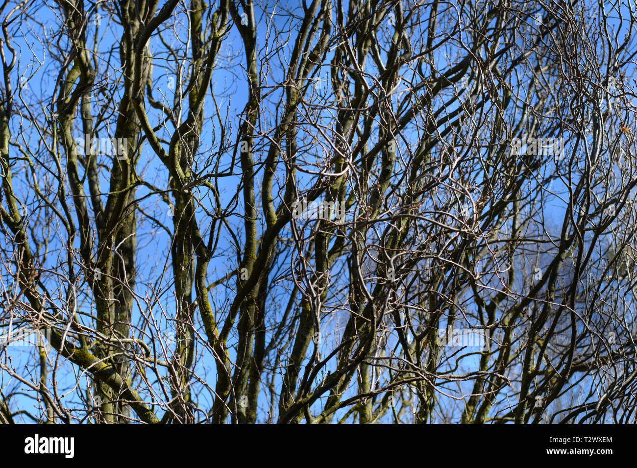 branches of a tree without foliage against a background of spring blue ...