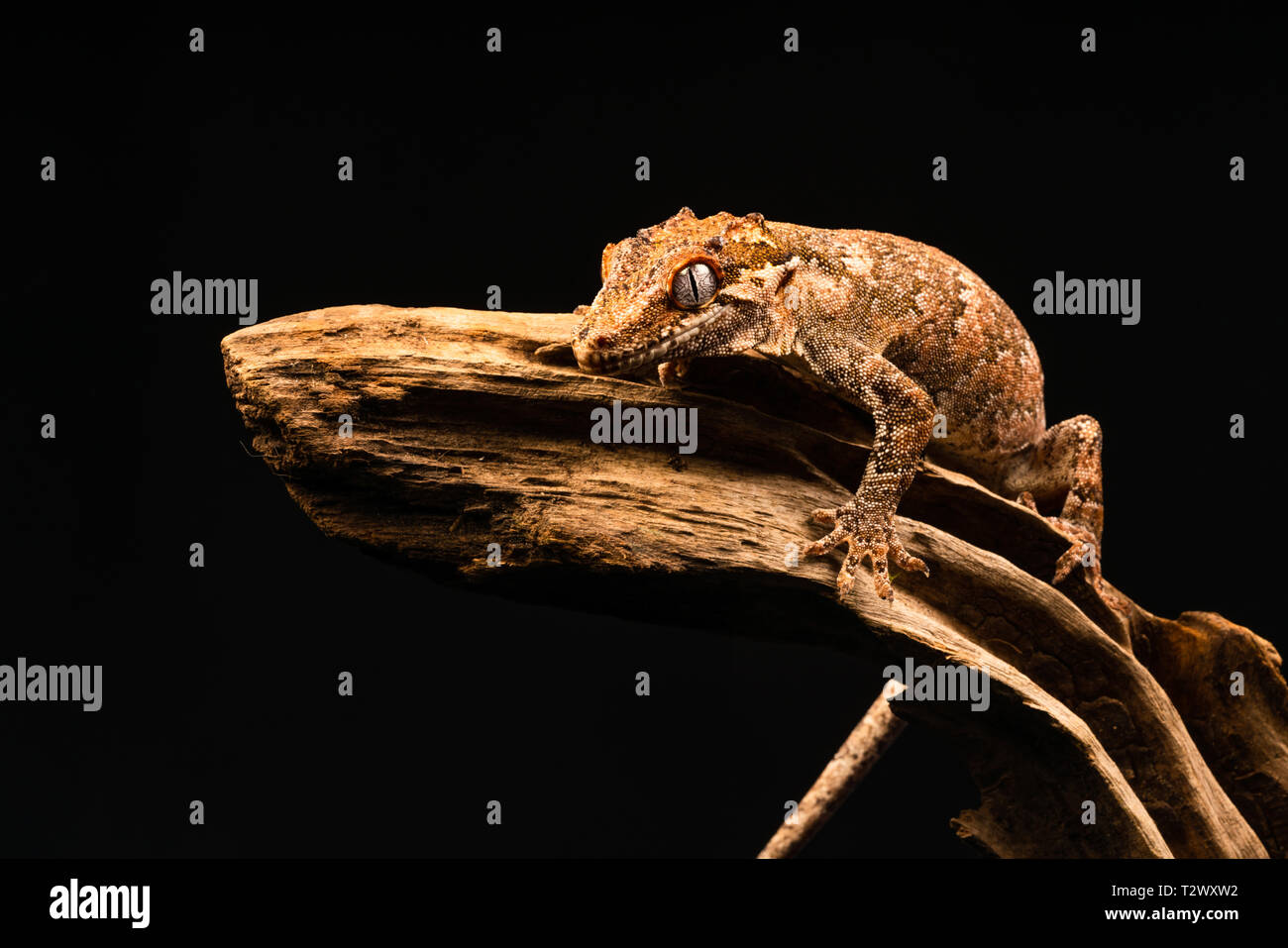 New caledonia bumpy gecko hi-res stock photography and images - Alamy