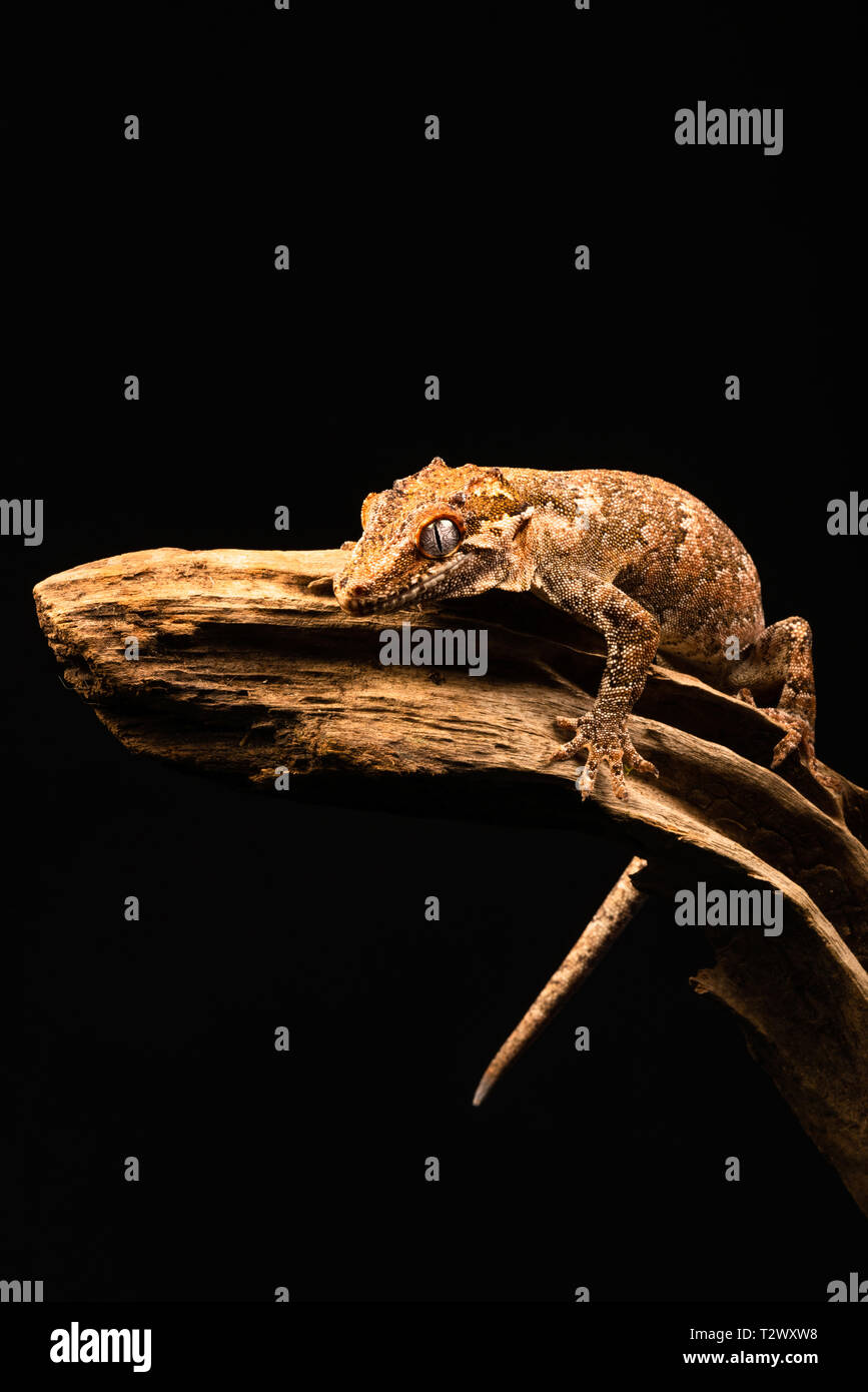 New caledonia bumpy gecko hi-res stock photography and images - Alamy