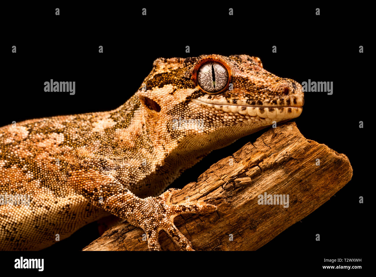 New caledonia bumpy gecko hi-res stock photography and images - Alamy