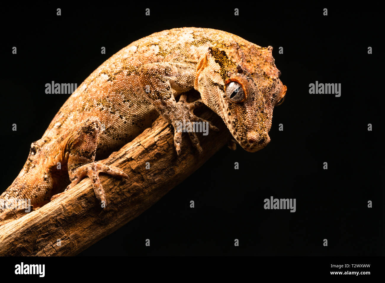 Bumpy Gecko High Resolution Stock Photography and Images - Alamy