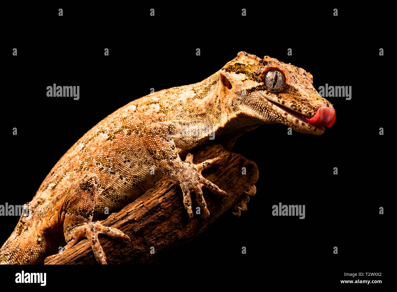 New caledonia bumpy gecko hi-res stock photography and images - Alamy