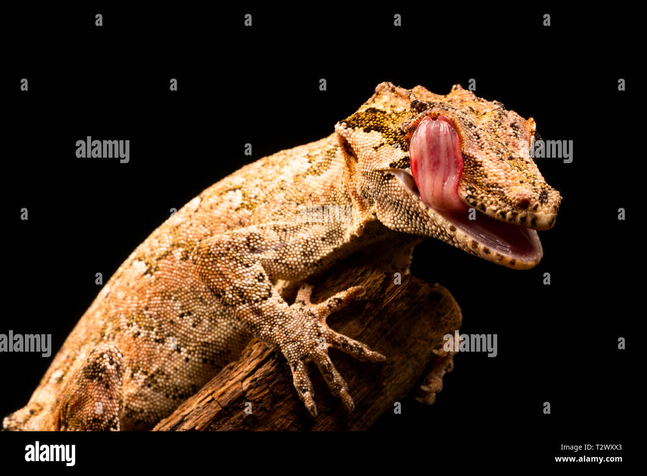 New caledonia bumpy gecko hi-res stock photography and images - Alamy