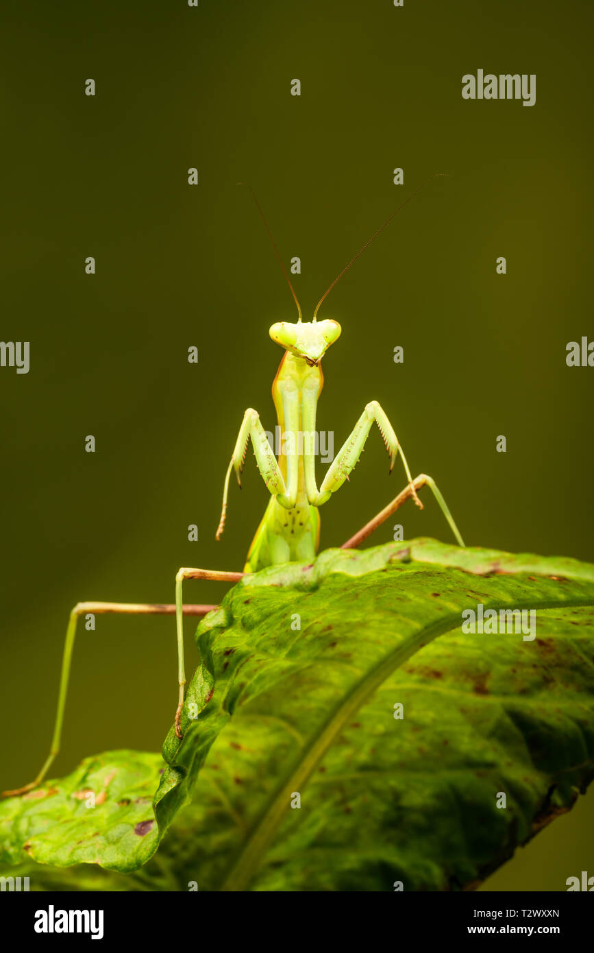 African lined mantis (Sphodromantis lineola) or African praying mantis ...