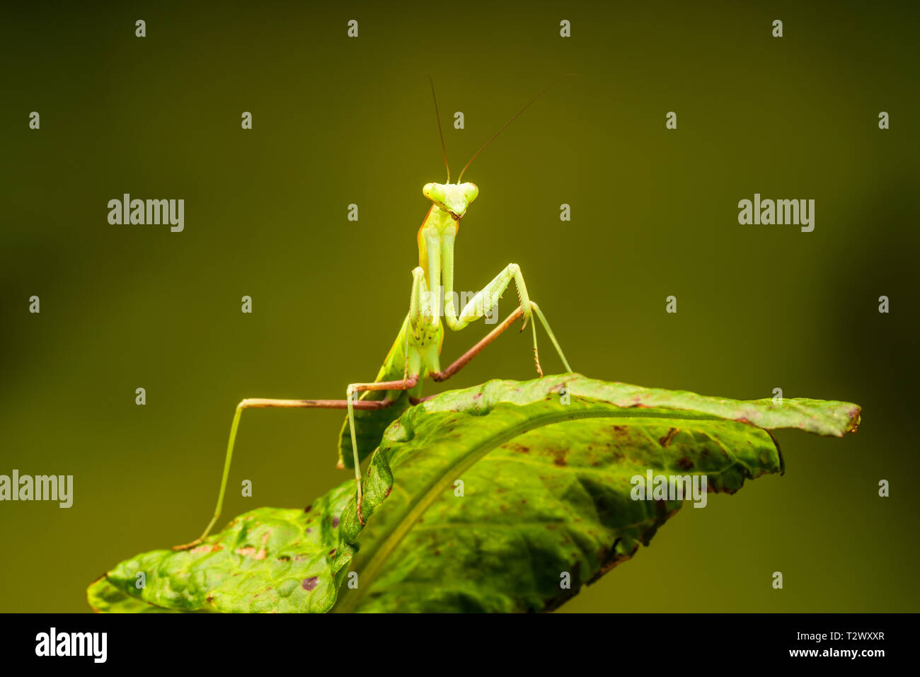 African lined mantis (Sphodromantis lineola) or African praying mantis ...