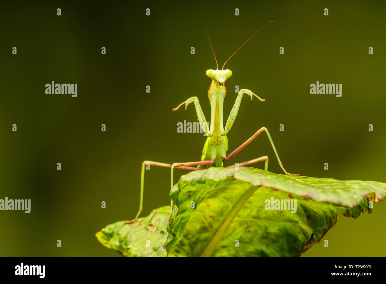African lined mantis (Sphodromantis lineola) or African praying mantis ...