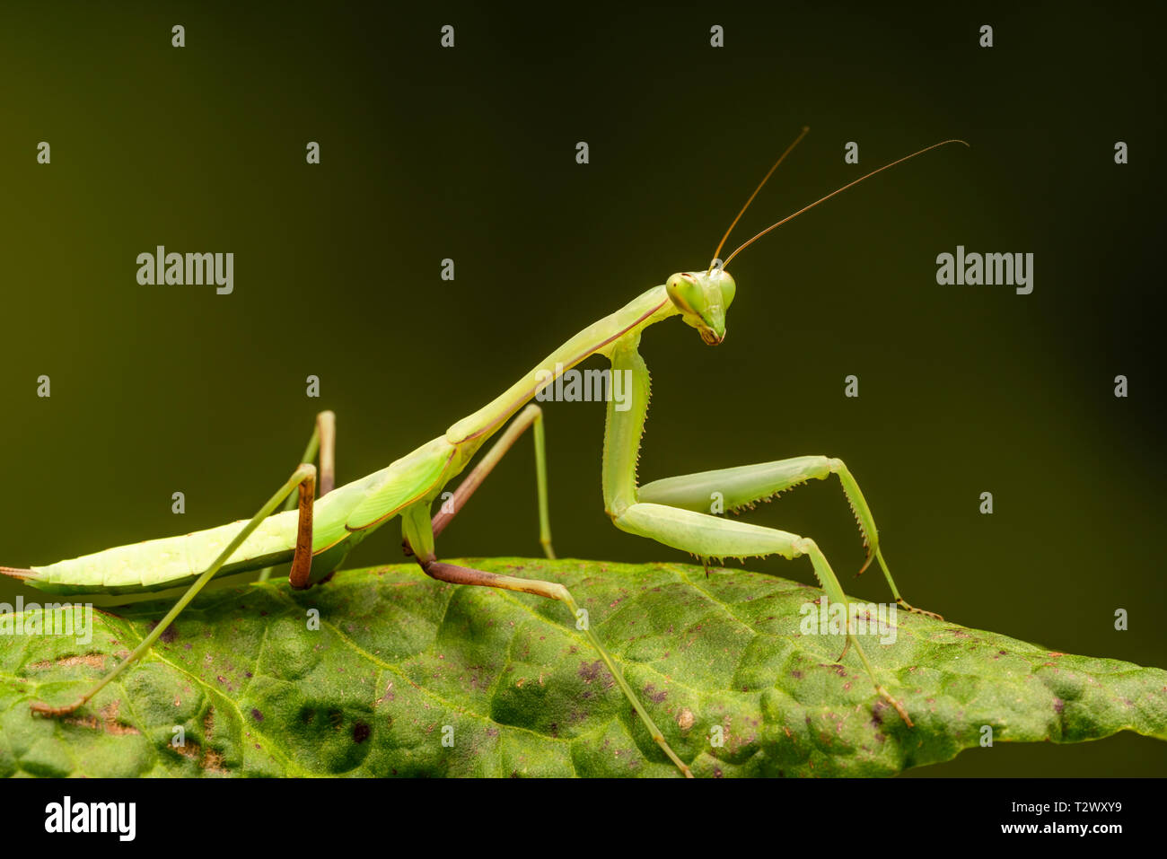 African grasshopper isolated hi-res stock photography and images - Alamy