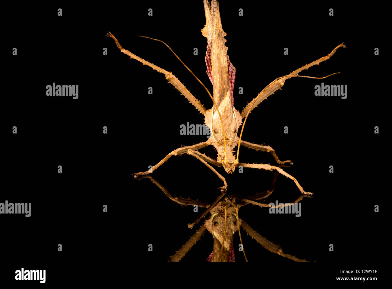 Malaysian giant stick insect hi-res stock photography and images - Alamy