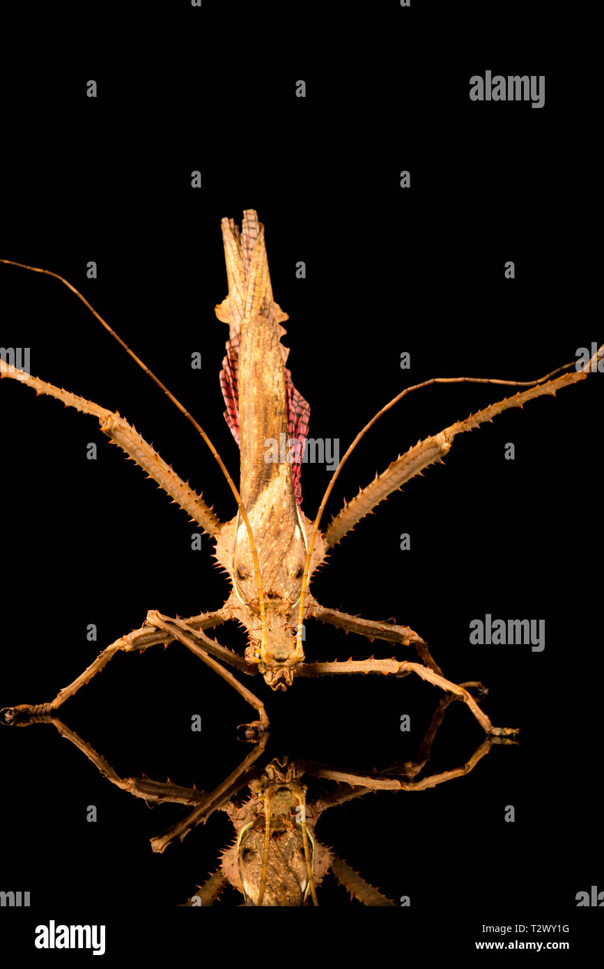 Malaysian stick insect hi-res stock photography and images - Alamy