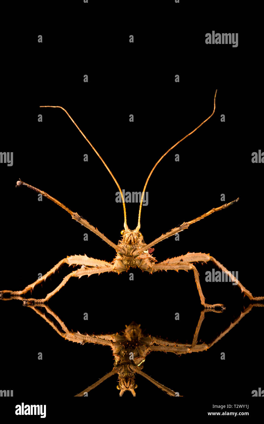 Malayan jungle nymph hi-res stock photography and images - Alamy